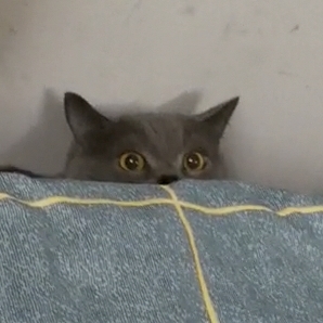 追星小李要猫狗双全 