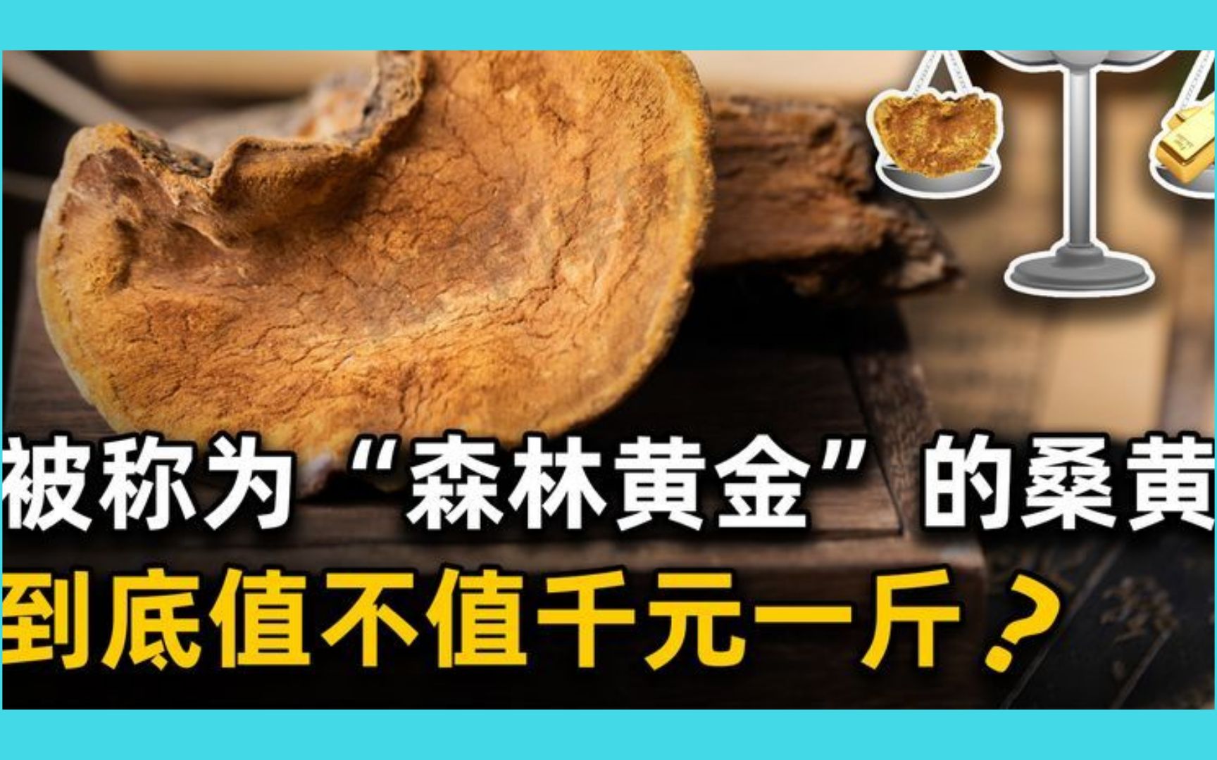 桑黄是怎么形成的?被称为“森林黄金”的桑黄,值不值千元一斤?