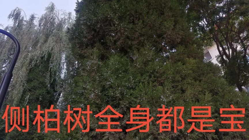 生活中常见的侧柏树全身都是宝,树叶,树籽的功效值得收藏