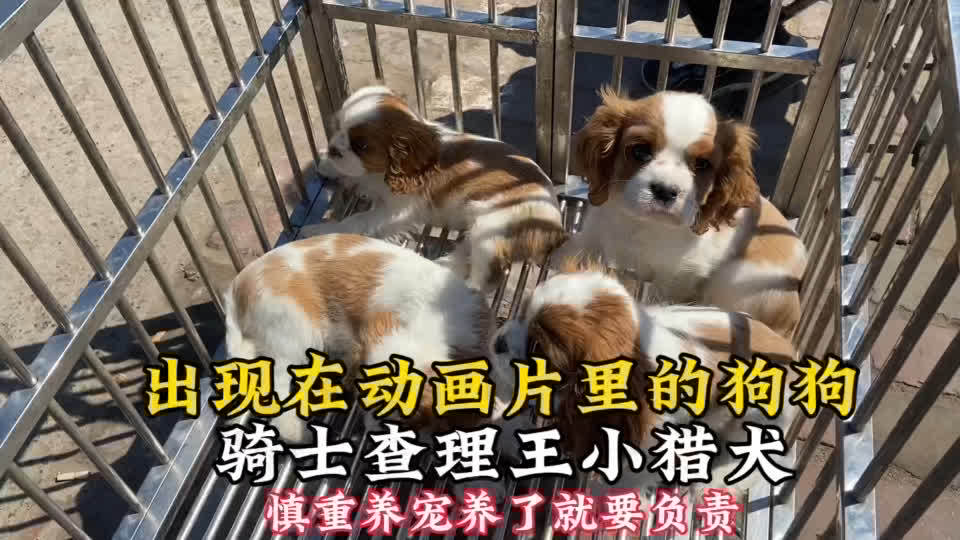 出现在动画片里的狗狗,骑士查理王小猎犬,大耳多萌萌的真可爱!
