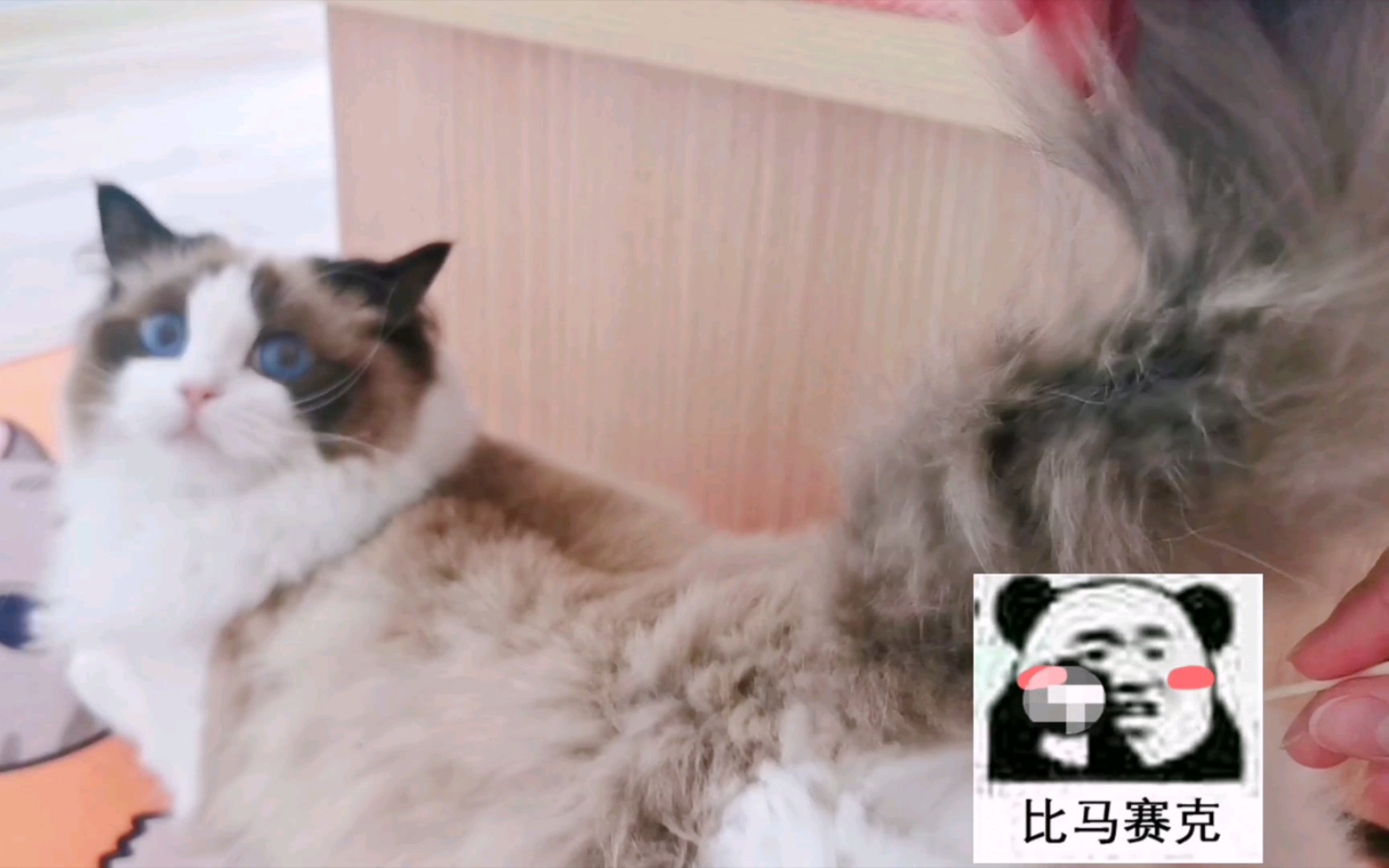 小母猫发q真可怕!铲屎官无可奈何只能先使用传说中的棉签大法帮她...