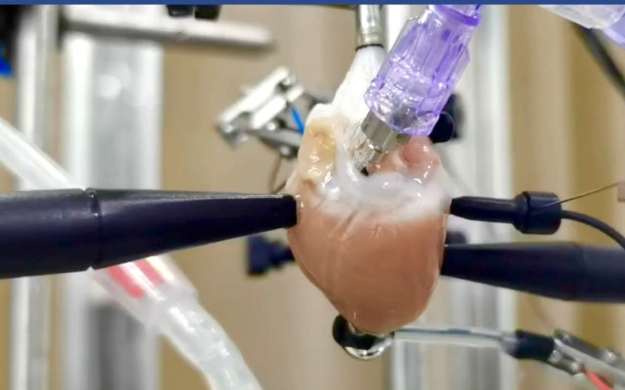 兔子心脏离体灌流,体外维持5-6小时以上搏动