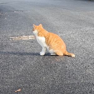 喵喵叫的小脑斧 