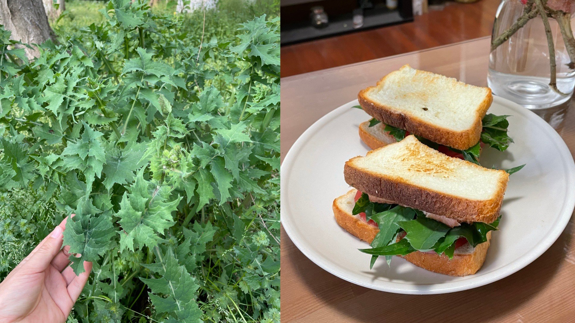 吃绿化带吃出新境界!男子被封2月,在小区发现84种草药43种野菜