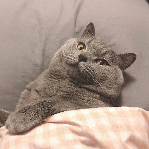 他叫我臭小猪吖 