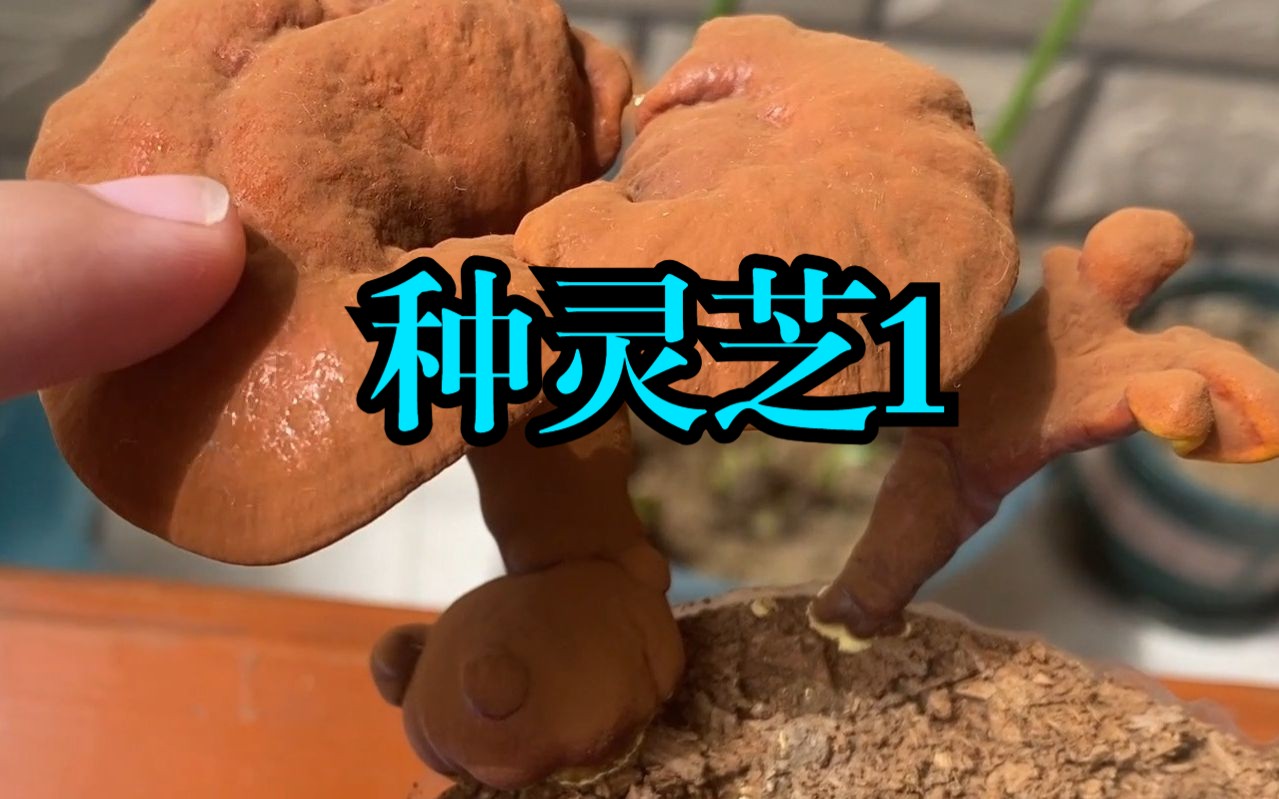 姑娘种了棵灵芝,记录了生长全过程