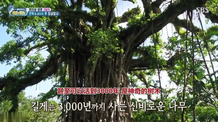 摄制组第一次见过这么大的树,电影《阿凡达》都以这棵树为主题!