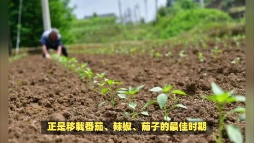 清明谷雨,移栽番茄、辣椒、茄子包活6大妙招,新手也能栽活苗