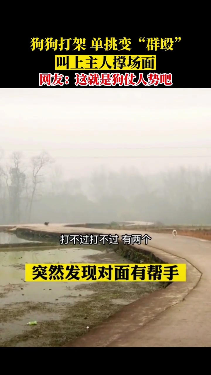 狗狗打架 单挑变"群殴",叫上主人撑场面,网友:这就是狗仗人势吧