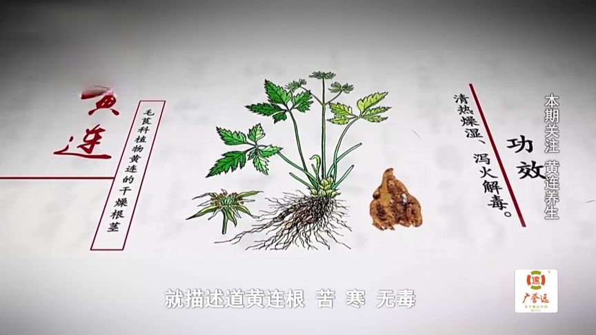 清热解毒的黄连医药价值大,入药历史悠久