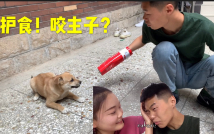 自家田园犬护食咬主人,在网上看小妙招,最后尽然纠正成功!