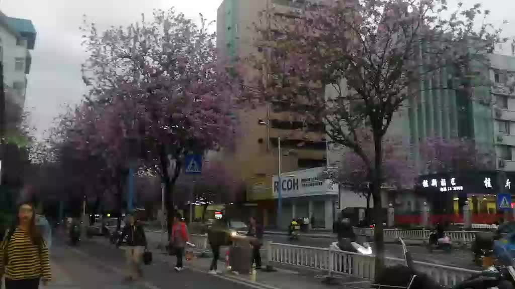 #三月三游广西# 柳州紫荆花全开啦!@头条旅游 @广西文化和旅游厅
