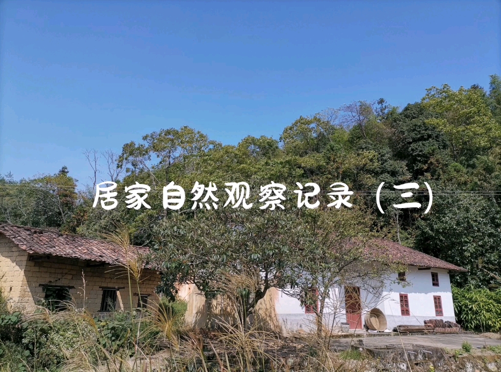 居家自然观察记录(三)