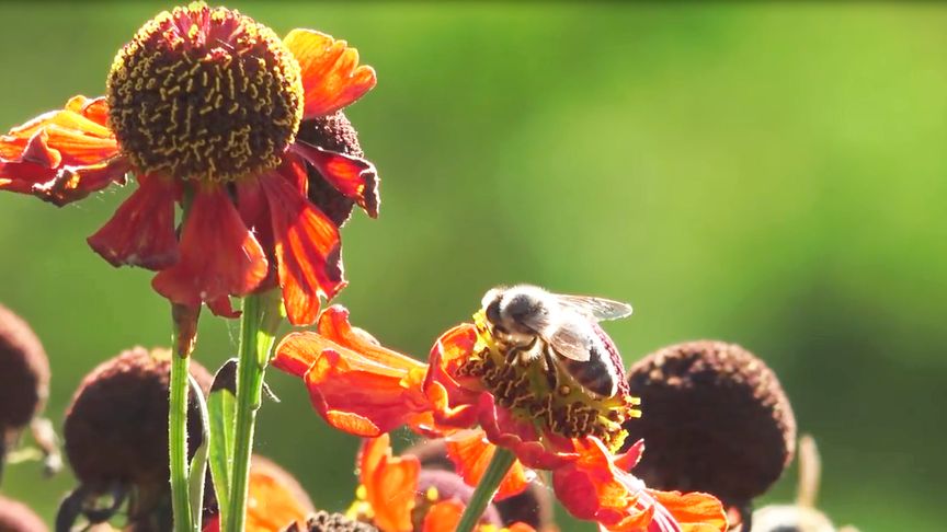 鲜艳美丽的花朵,开放的瞬间是有声音的,你能听到吗?