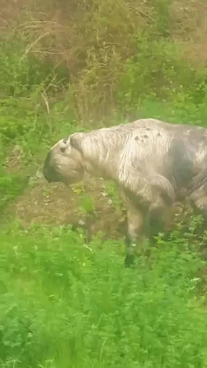 水豚与北极熊的结合体?网友戏称“极地水豚”,这到底是什么生物
