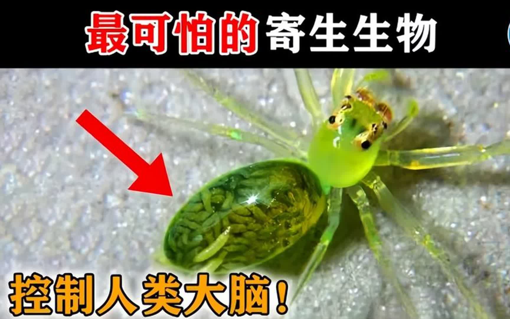 10种能控制宿主的寄生生物!入侵人类意识,第一能把宿主变成僵尸