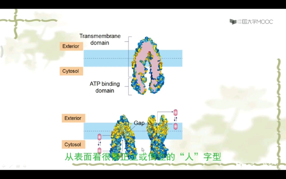 ...天冬氨酸磷酸化的P型离子泵,提供酸性氢离子的V型质子泵,线粒体...