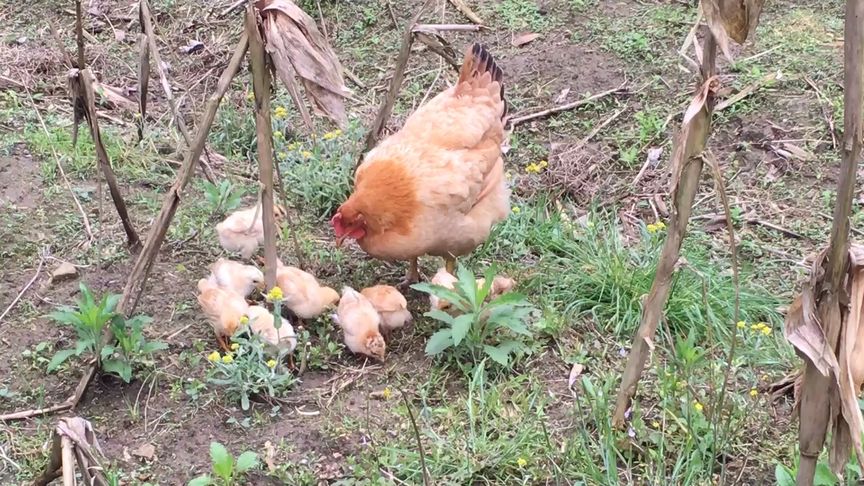 母鸡带小鸡