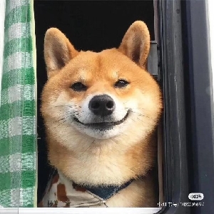 浓雾弥漫的路 