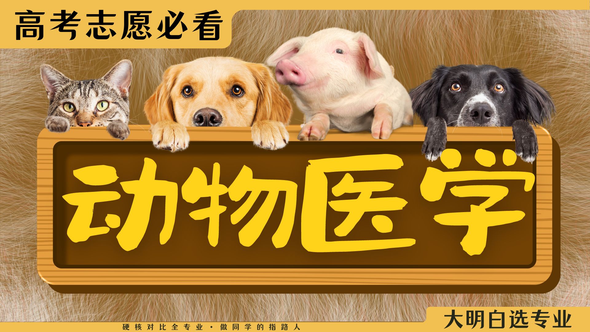 喜欢撸猫撸狗?想当宠物医生?动物医学专业怎么样呢?高考志愿填报选...