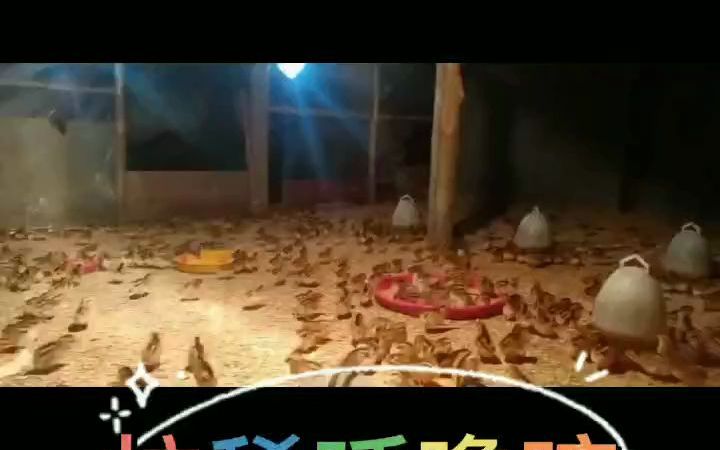 鸡感冒咳嗽怎么办 鸡咳嗽流鼻涕是什么病