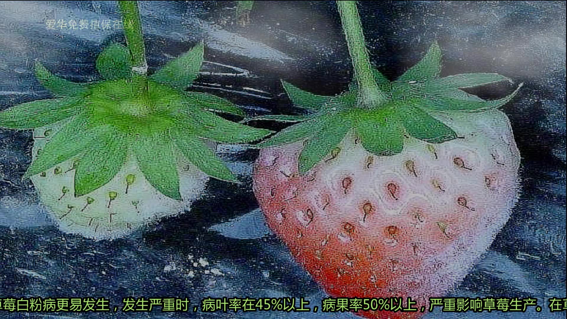 白粉病怎么防治(草莓)——康庄之恋