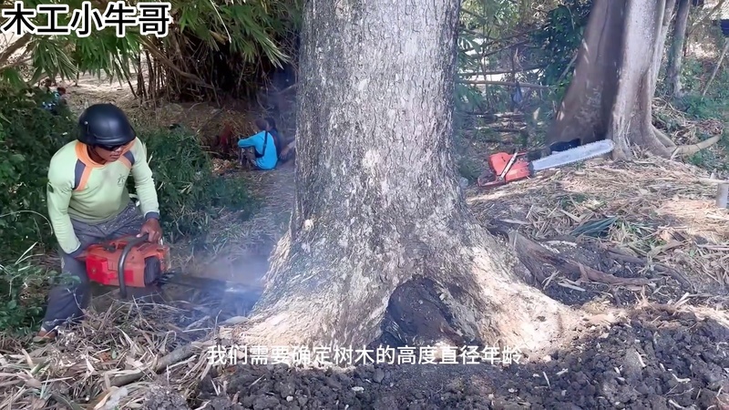 砍伐树林边缘一棵碍事的高大树木