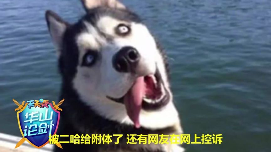 全球犬类智商排名:垫底比格犬居然是公务员,第一是二哈的兄弟