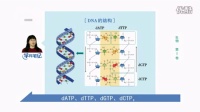 生物卷1—19线粒体与叶绿体的结构与能量代谢