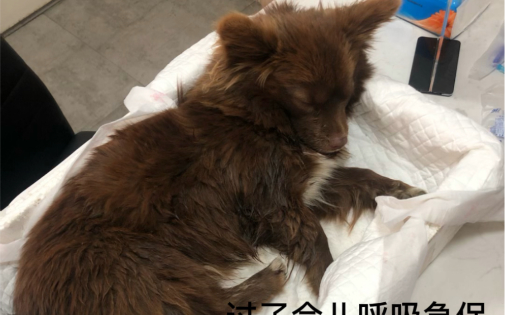 狗子食物中毒,还好最后捡回一条狗命!