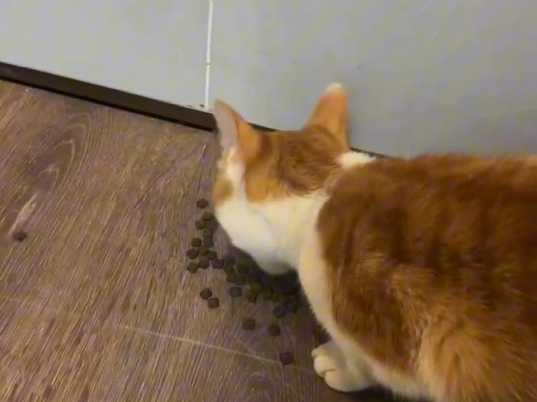 好会撒娇的小猫