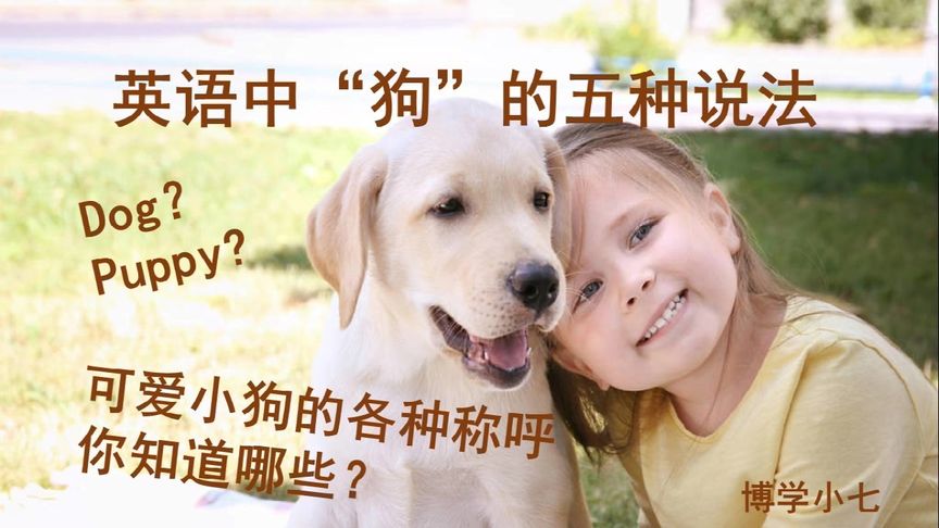 可爱小狗除了dog还能怎么说?教你5种亲切英语称呼,小朋友更喜欢