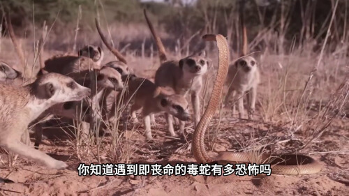 无论如何千万不能碰的毒蛇!6种世界上最毒的蛇,一口能杀120人