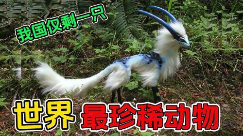 全世界最珍稀的10种动物!大熊猫无缘榜单,第一个我国仅剩一只!
