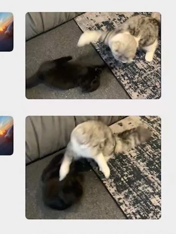 本次斗殴性质恶劣!通报批评!#猫咖 #打工猫 #万物可爱计划