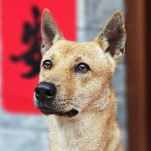 黄豆和大白 