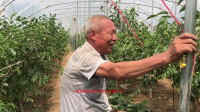 农村大爷种植新品枣树,每亩最少能挣20000块,咋会这么挣钱