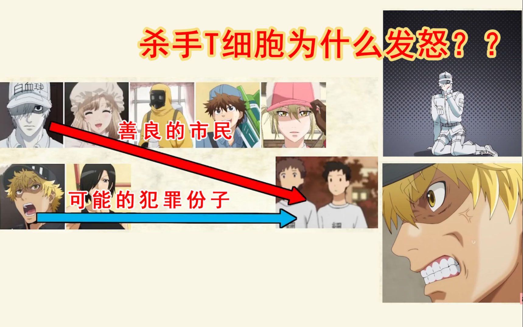 【工作细胞】白细胞被打,分析为什么杀手T细胞会发怒