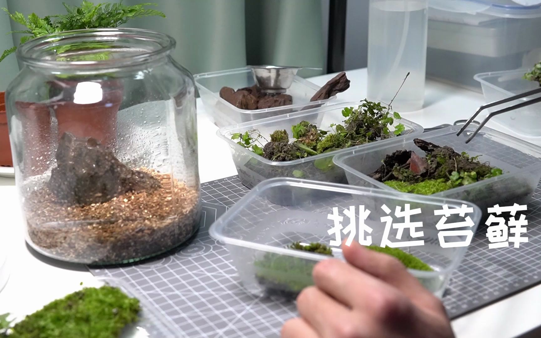 不用浇水的生态瓶制作简略