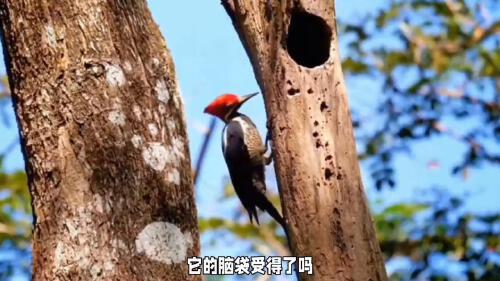 啄木鸟啄树是在保护树木吗?其实我们都被骗了