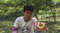 农村小伙种植黄金百香果,味道明显比紫色皮的好吃,香甜可口