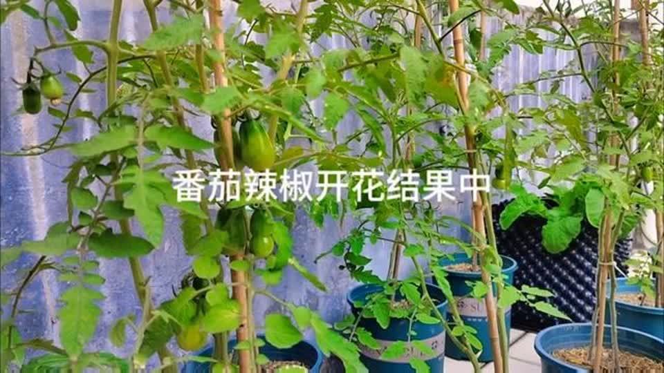 楼顶菜园 番茄辣椒开花结果中
