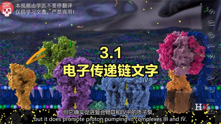 【哈佛大学】| 细胞生物学:线粒体-3.1 电子传递链