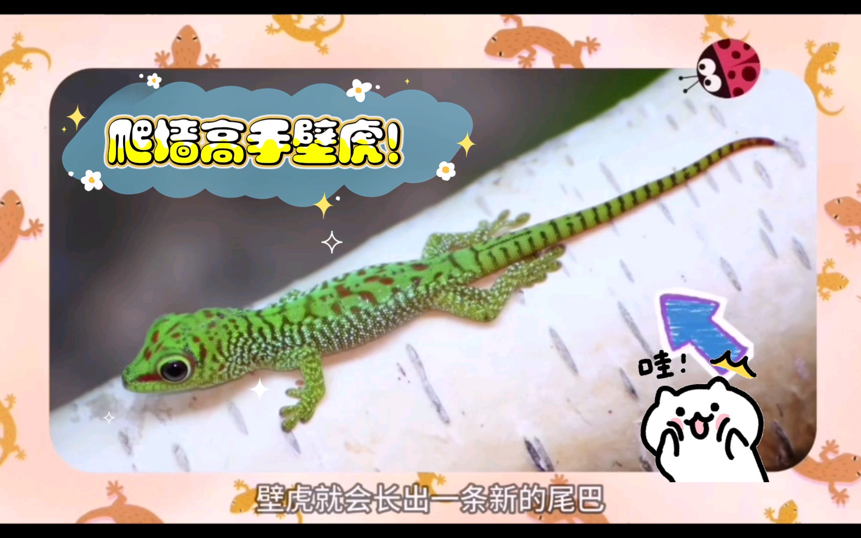 妙趣小百科!儿童动画科普知识!爬墙高手壁虎!