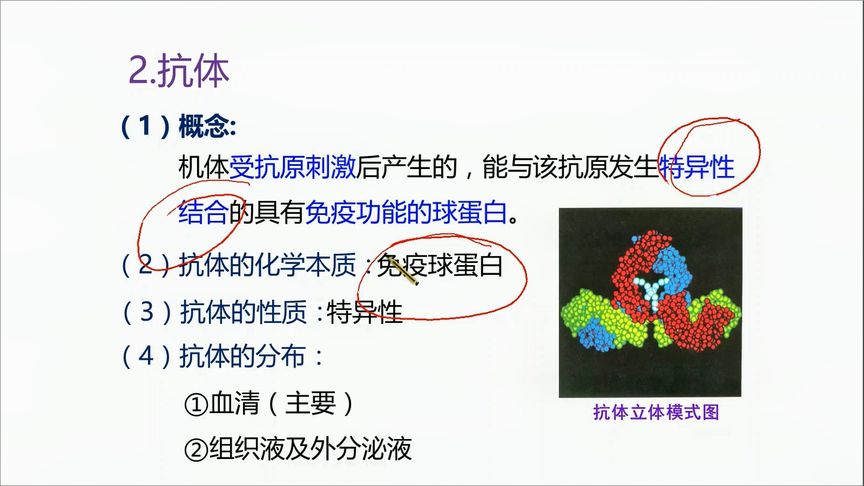 高中生物精讲课堂——抗体