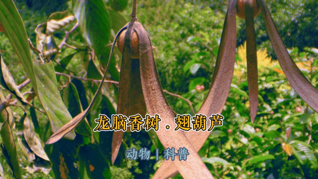 植物妈妈有办法,植物界最美的传播方式。