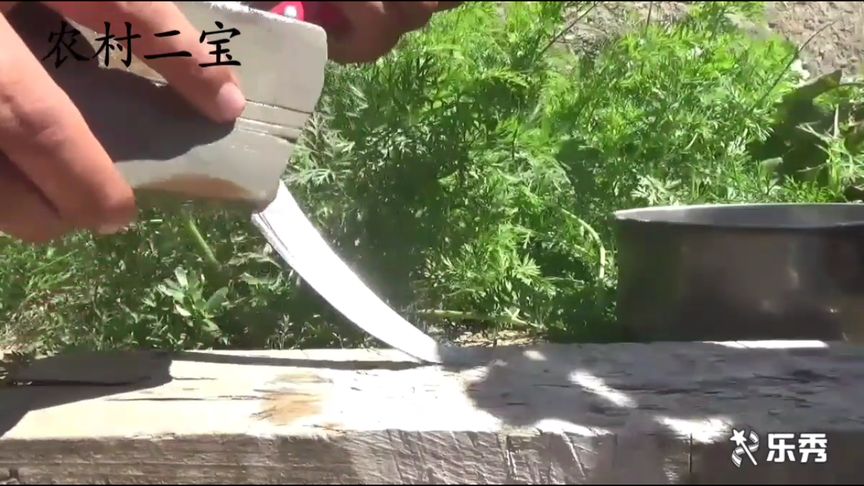 知道小米长啥样不?今天我家割谷子,跟我看看去吧