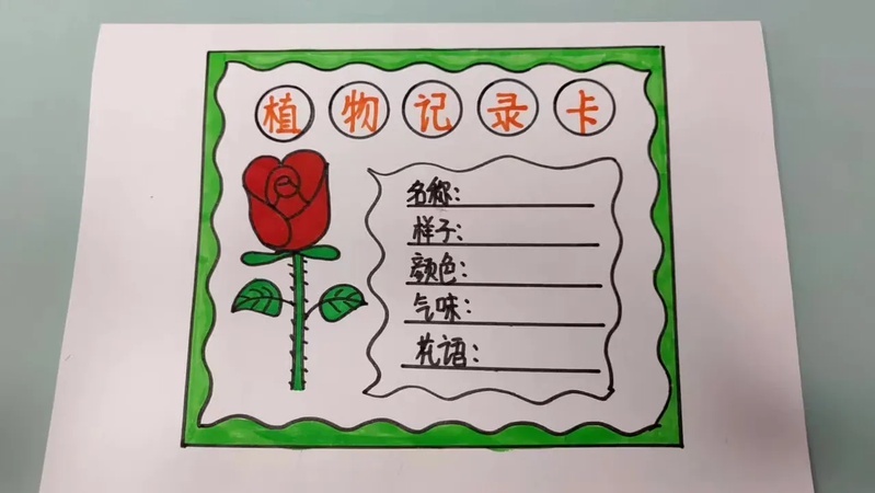 植物记录卡 适合小学生的植物记录卡来了,画法简单易学