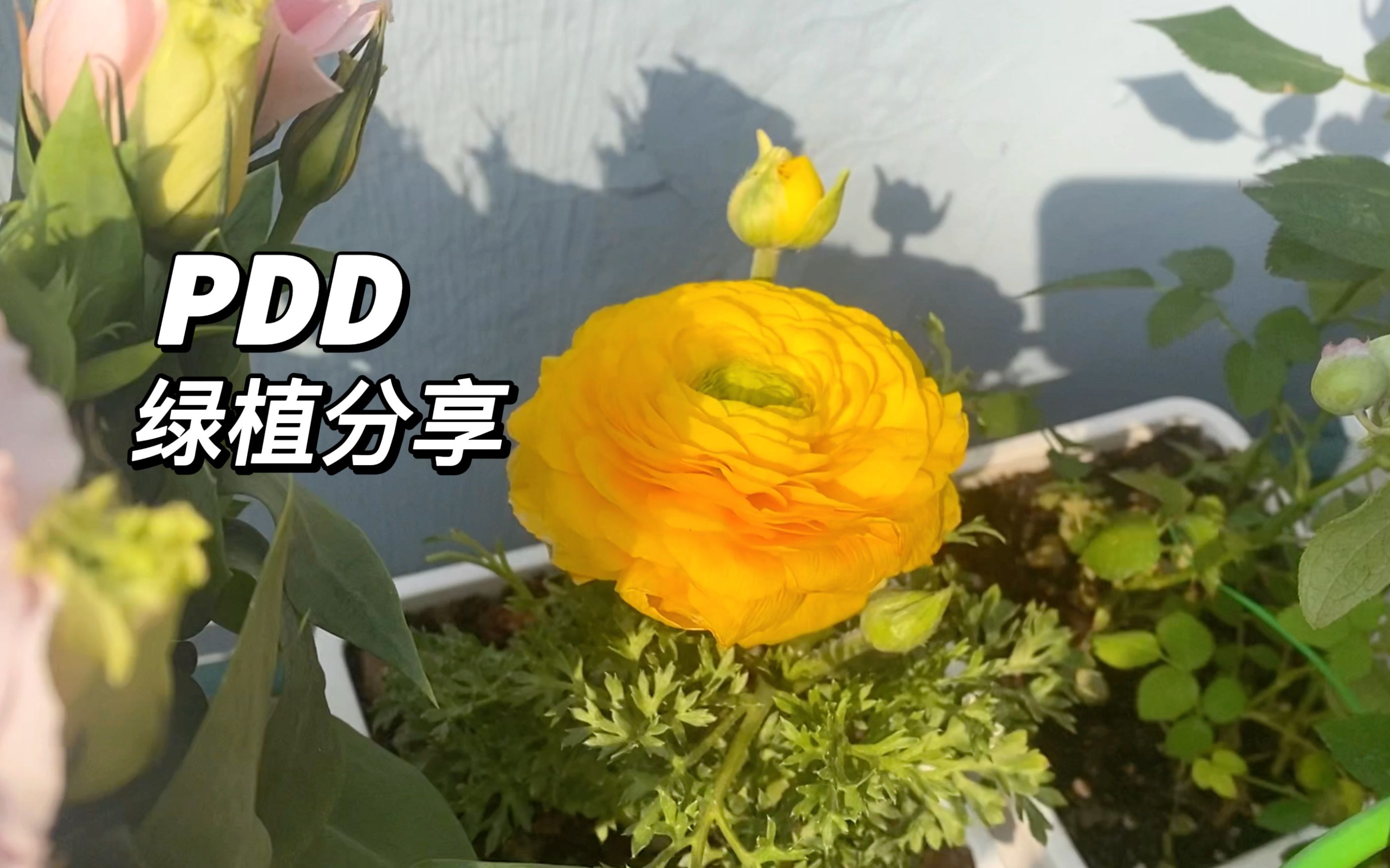 购物分享|买到了结满果子的蓝莓!超大颗的草莓ߍ�,种的郁金香也开始...