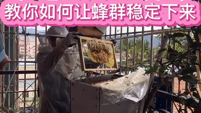 教你如何让有不稳定因素的蜂群安定下来,方法虽然旧,但确实有用